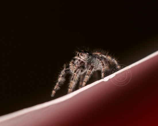 "Tristan" CB Phidippus Adumbratus Jumping Spider by Web Candy LLC