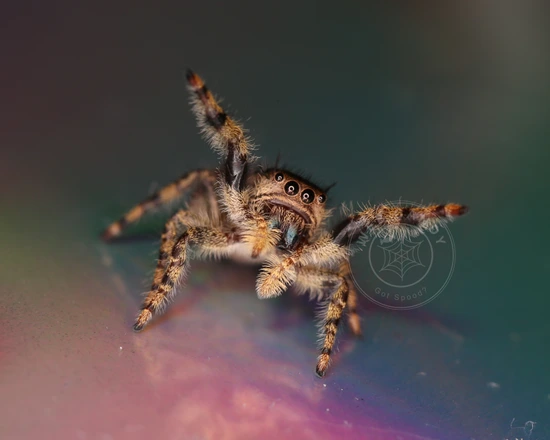"Pip" CB Phidippus Adumbratus Jumping Spider by Web Candy LLC