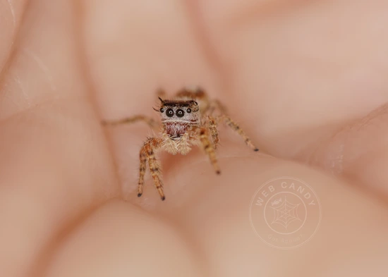 "dandy" Cb Phidippus Arizonensis Jumping Spider by Web Candy LLC