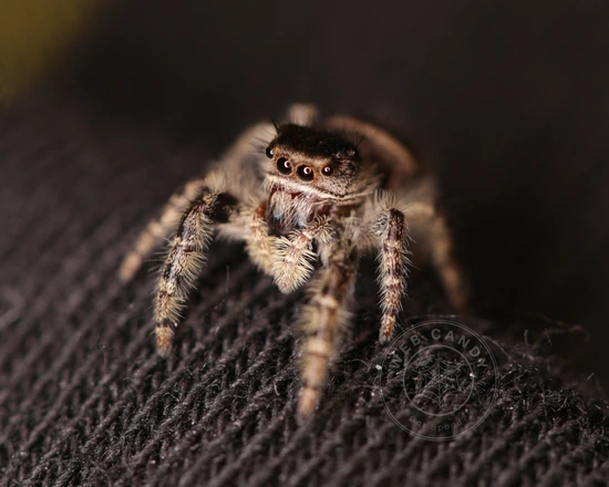 "FRITTER" *GORGEOUS* CB PHIDIPPUS ADUMBRATUS Female Jumping Spider by ...