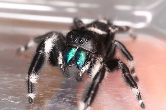 CB Audax Sale!! Breeder's Choice, No Indiviudual Pics Jumping Spider by Web Candy LLC