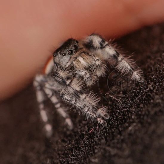 "Braxton" Phidippus Adumbratus Male NEWLY MATURED Jumping Spider by Web ...