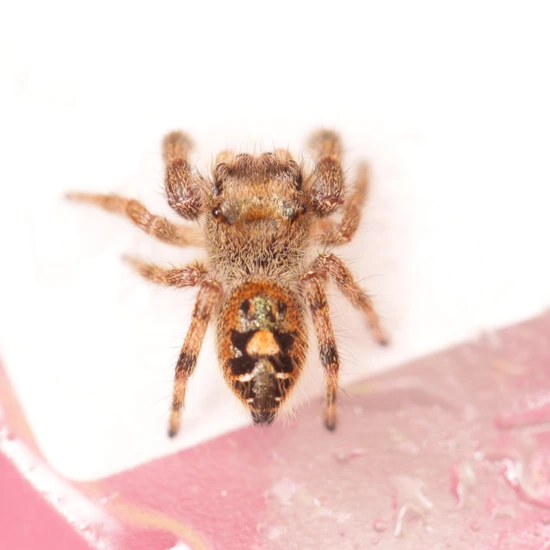 Breeder's Choice: Phidippus Audax, Bryantae Variation, Unsexed Jumping Spider by Web Candy LLC