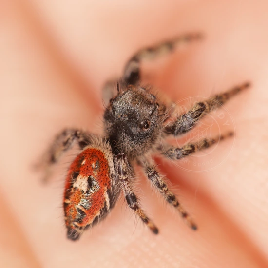 "Track Star" CB Phidippus Adumbratus Jumping Spider by Web Candy LLC