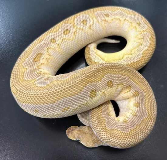 Butter Cinnamon Clown Ball Python by Jeff Hartwig Reptiles