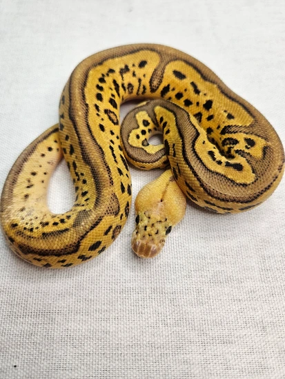 Pastel Leopard Yellowbelly Clown Ball Python by Fallen Angel Morphs