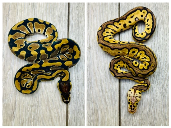 Clown Combo Ball Python by BD Morphs