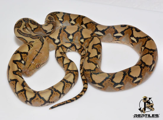 Gorgeous Wildtype 100% Het Purple Reticulated Python by JK Reptiles