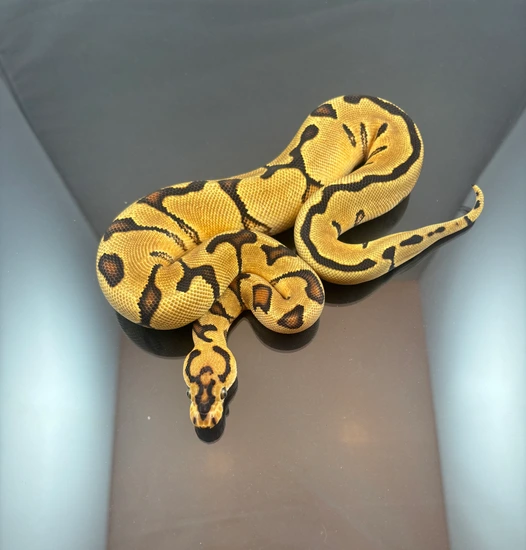 Spotnose Enchi Clown Ball Python by JK’s Exotics