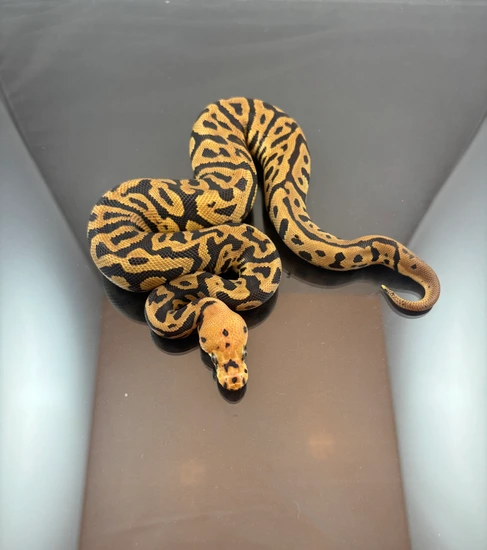 Acid Spotnose Clown Poss Mojave Ball Python by JK’s Exotics