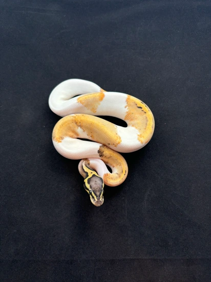 Pastel Asphalt Pied Ball Python by JK’s Exotics