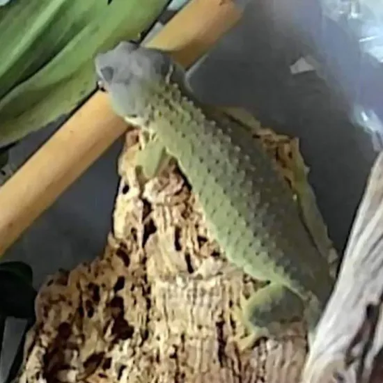 CBB BHG Patternless Visual And HETs Tokay Gecko by Tokay Smart