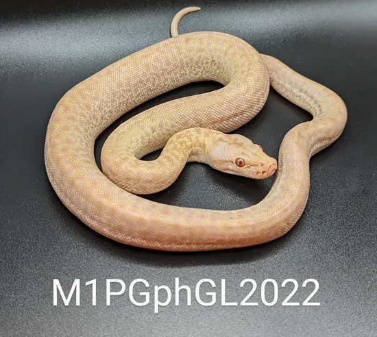 Pearl Granite Ph Green Lab Burmese Python by J.K. Exotics