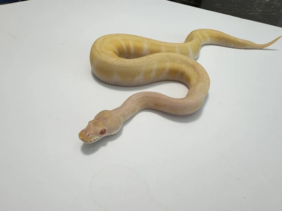 Mojave Or Mystic Spider Albino Ball Python by Freaks of Nature Reptiles