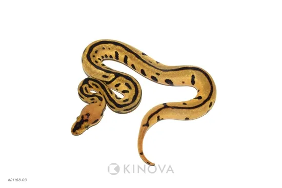 Enchi Batman Ball Python by KINOVA