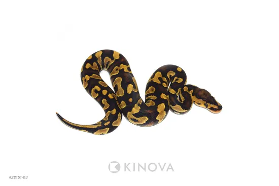 YB Crypton Triple Het Cryptic Clown Pied 66% Het G-Stripe Ball Python ...