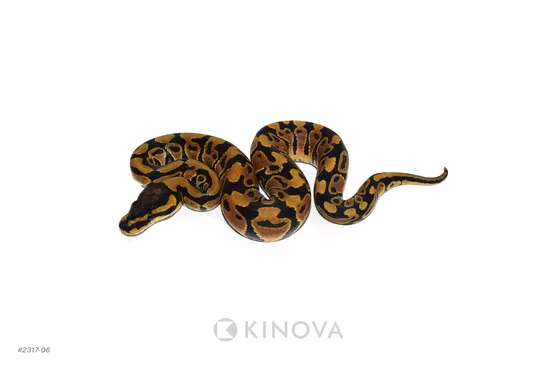 Jaguar Het Clown Ball Python by KINOVA