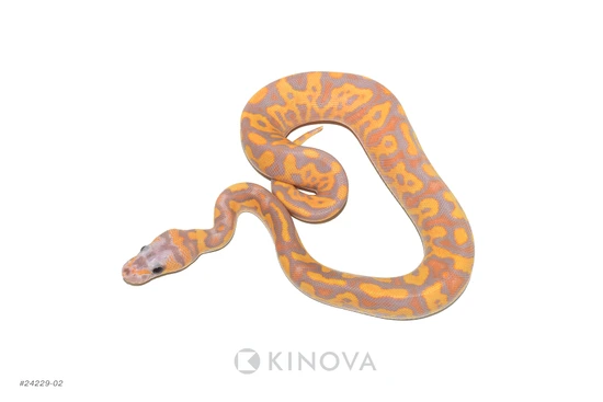 Confusion YB CG Clown Ball Python by KINOVA