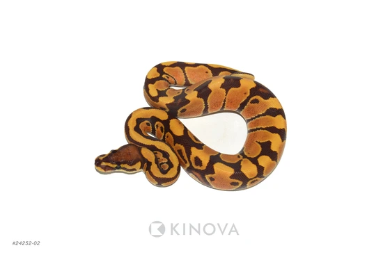 Monarch Ball Python by KINOVA