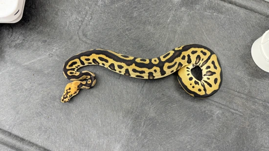Batman Het Sunset Ball Python by The Bearded Snake & Snakelets Reptiles