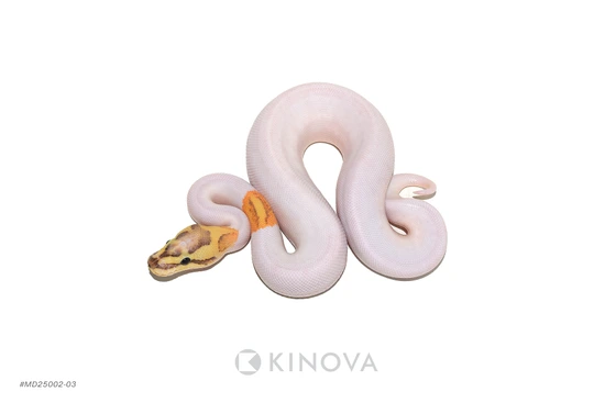 Enchi YB Vanilla Cream Pied Ball Python by KINOVA