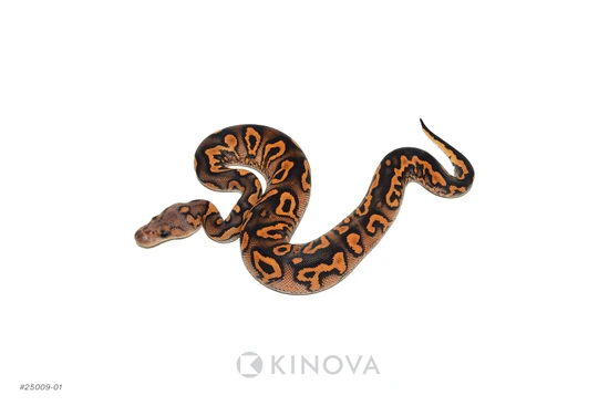 Black Pastel YB Lace Clown Dbl Het Hypo DG Ball Python by KINOVA