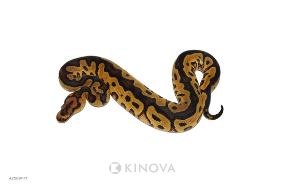 Asphalt Clown Het Pied Ball Python by KINOVA