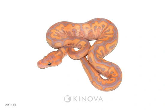 Black Pastel Redstripe YB CG Clown Ball Python by KINOVA