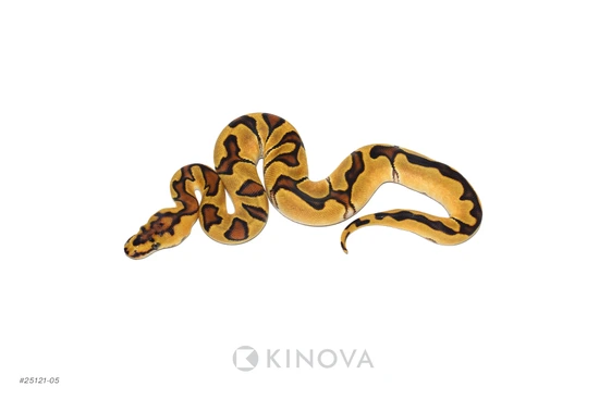 OD Enchi Lace Clown Ball Python by KINOVA