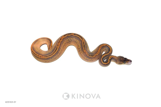 Leopard Highway Sunset Dbl Het Clown Pied Ball Python by KINOVA