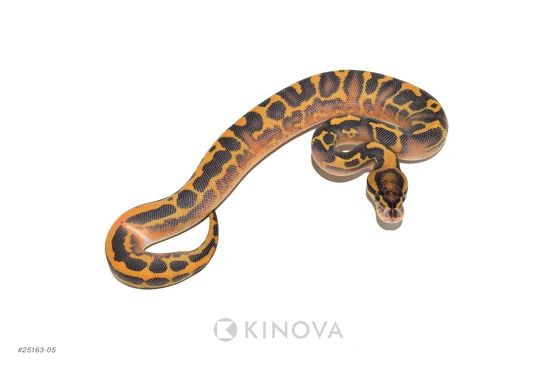 Leopard Highway Triple Het Sunset Clown Pied Ball Python by KINOVA