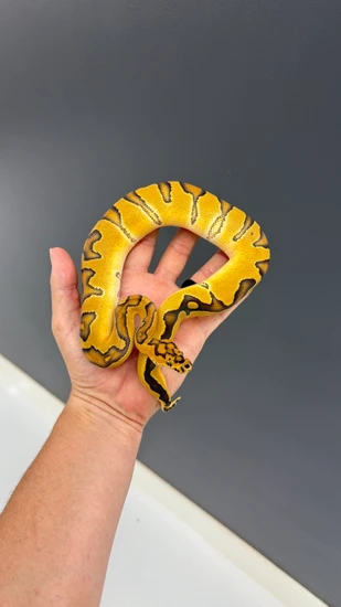 Trojan Jaguar Clown Ball Python by KINOVA