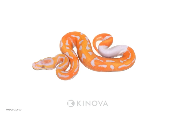 Dreamsicle Ball Python by KINOVA