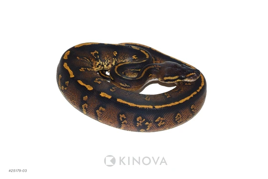 Blackhead YB Kosmos Dbl Het Clown Pied Ball Python by KINOVA