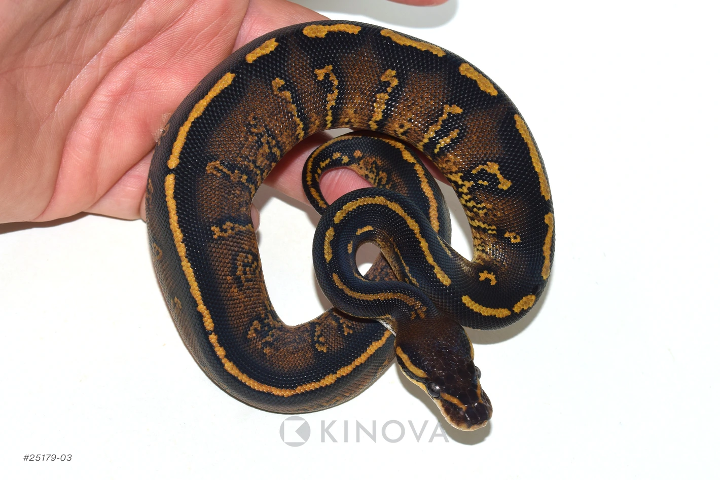 Blackhead YB Kosmos Dbl Het Clown Pied Ball Python by KINOVA