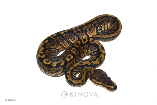 Kosmos White Flame Dbl Het DG Clown Ball Python by KINOVA
