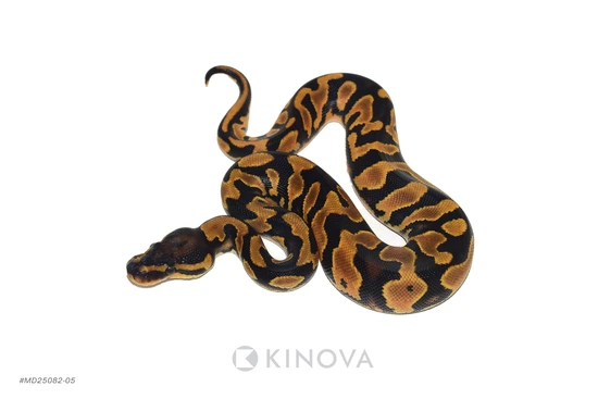 OD Asphalt Triple Het DG Clown Pied Ball Python by KINOVA