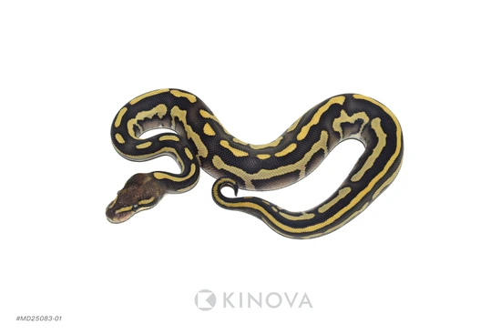 Leopard Mojave DG Het Monsoon Ball Python by KINOVA