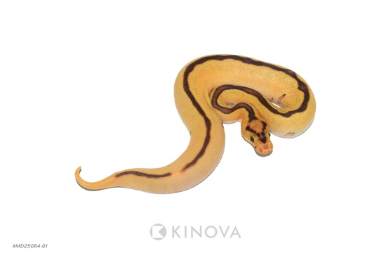 Super OD Enchi Fire Clown Dbl Het Hypo Pied Ball Python by KINOVA