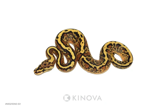 Fire YB Spotnose Kosmos Dbl Het Clown Pied Ball Python by KINOVA