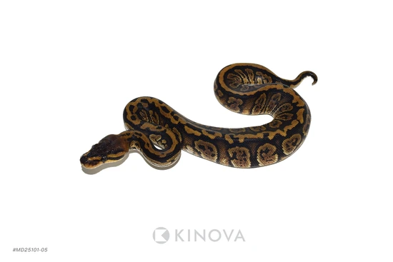 Wookie Redstripe Kosmos Ball Python by KINOVA