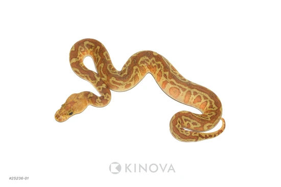Fire Spotnose Sunset Clown Dbl Het Hypo DG Ball Python by KINOVA