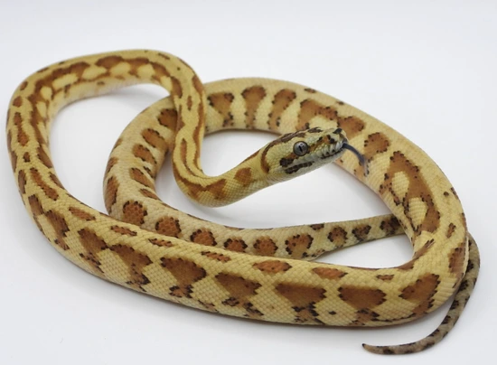 Caramel Tiger Jag (Jungle X Coastal) Other Carpet Python by Valley ...