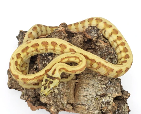 Caramel Tiger Jag (Jungle X Coastal) Other Carpet Python by Valley ...