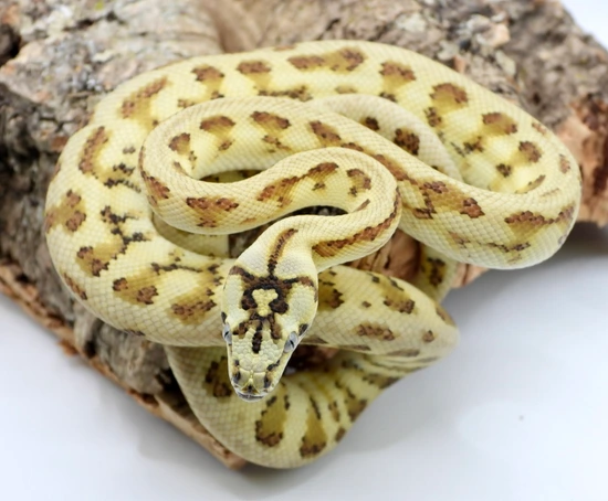 Caramel Jag (Jungle X Coastal) Other Carpet Python by Valley Herpetoculture