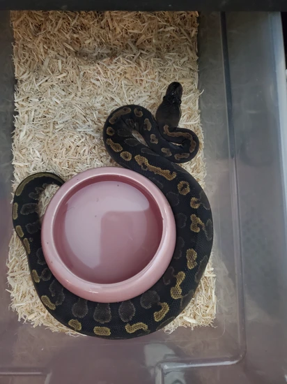 Mahogany GHI Ball Python by J&K Reptiles