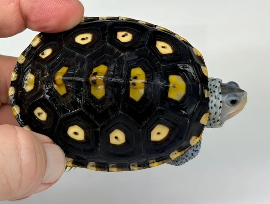 Ornate Diamondback Terrapin by JKterrapins