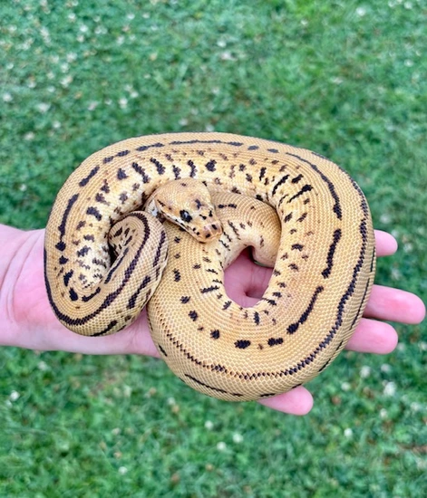 Super Spotnose Clown Ball Python by JL Pythons