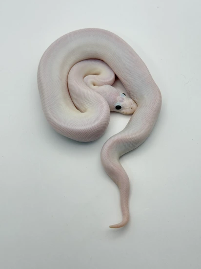 Cinnamon Pied (Pastel/Sandblast/OD) Ball Python by Steel Valley Reptiles