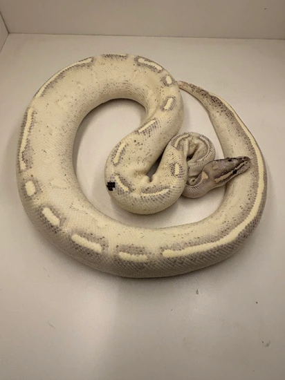 Highway Het Pied Ball Python by JLContrictors